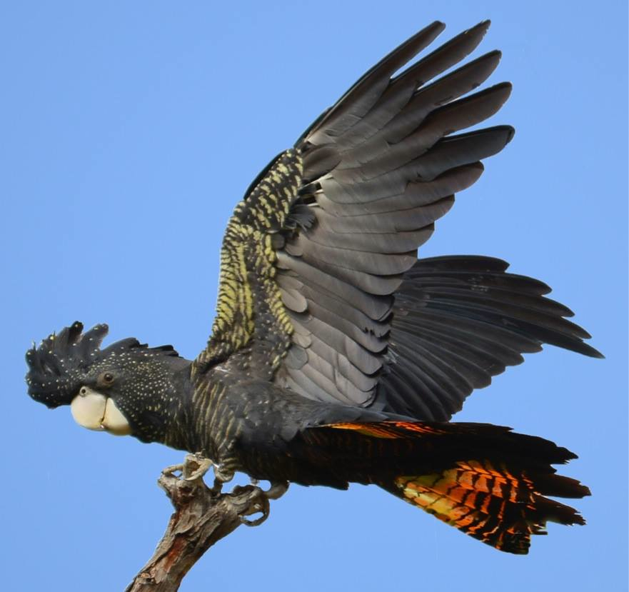 Black Cockatoos – Save The Black Cockatoos