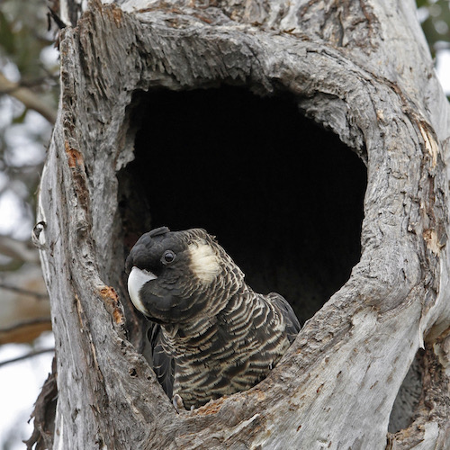 Ngolyenok – Save The Black Cockatoos
